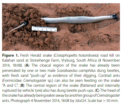 Scarabaeolus carniphilus: a necrophagous dung beetle (Coleoptera ...