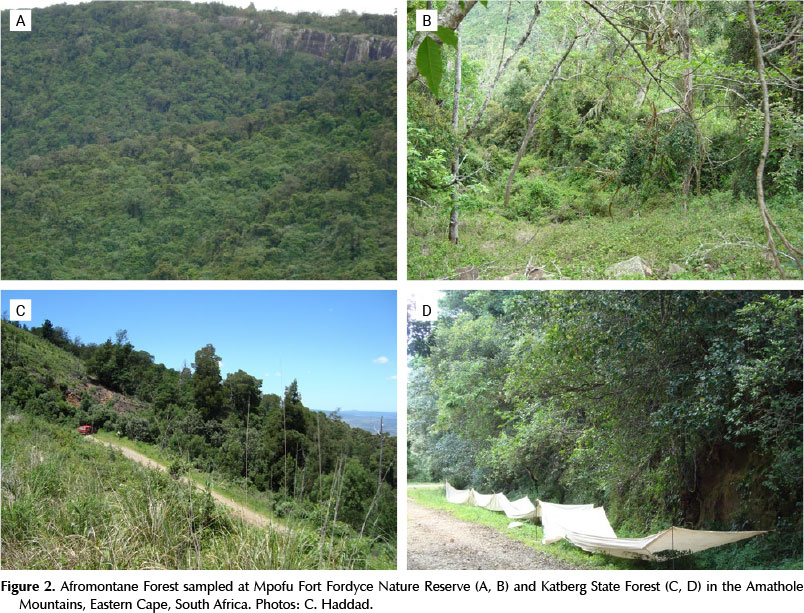 The non-acarine Arachnida of the Amathole Mountains, South Africa