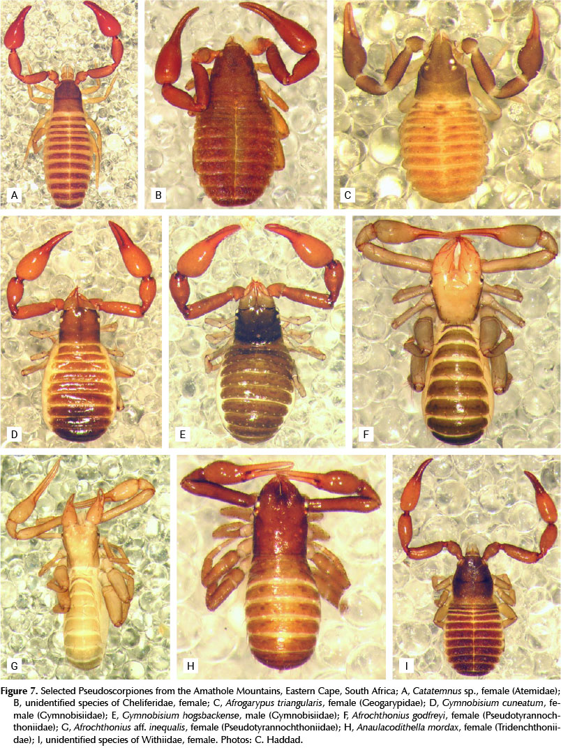 The non-acarine Arachnida of the Amathole Mountains, South Africa