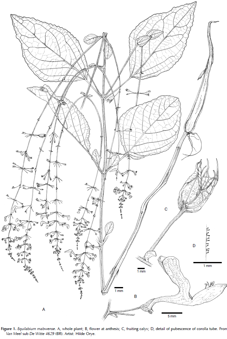 New records of Lamiaceae (subfamily Nepetoideae) from Central Africa ...