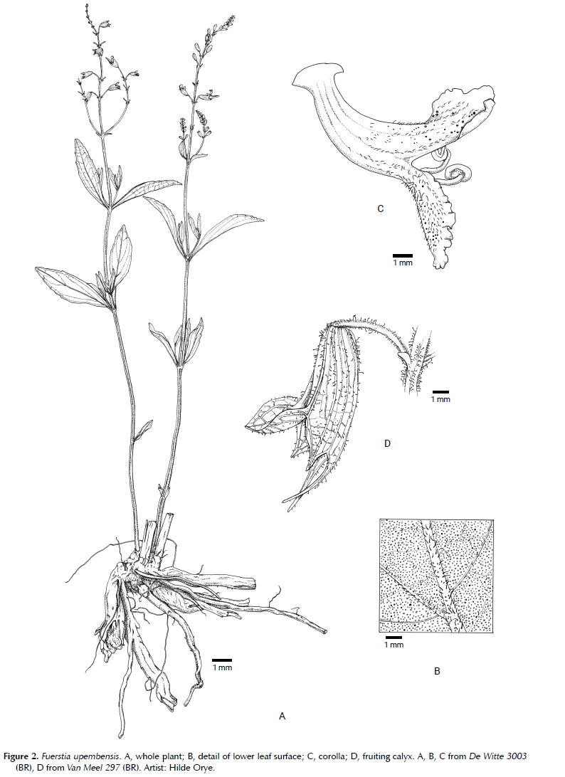 New records of Lamiaceae (subfamily Nepetoideae) from Central Africa ...