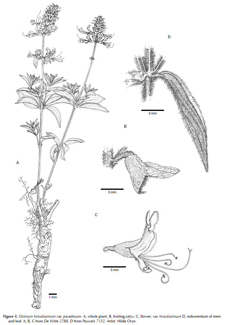 New records of Lamiaceae (subfamily Nepetoideae) from Central Africa ...