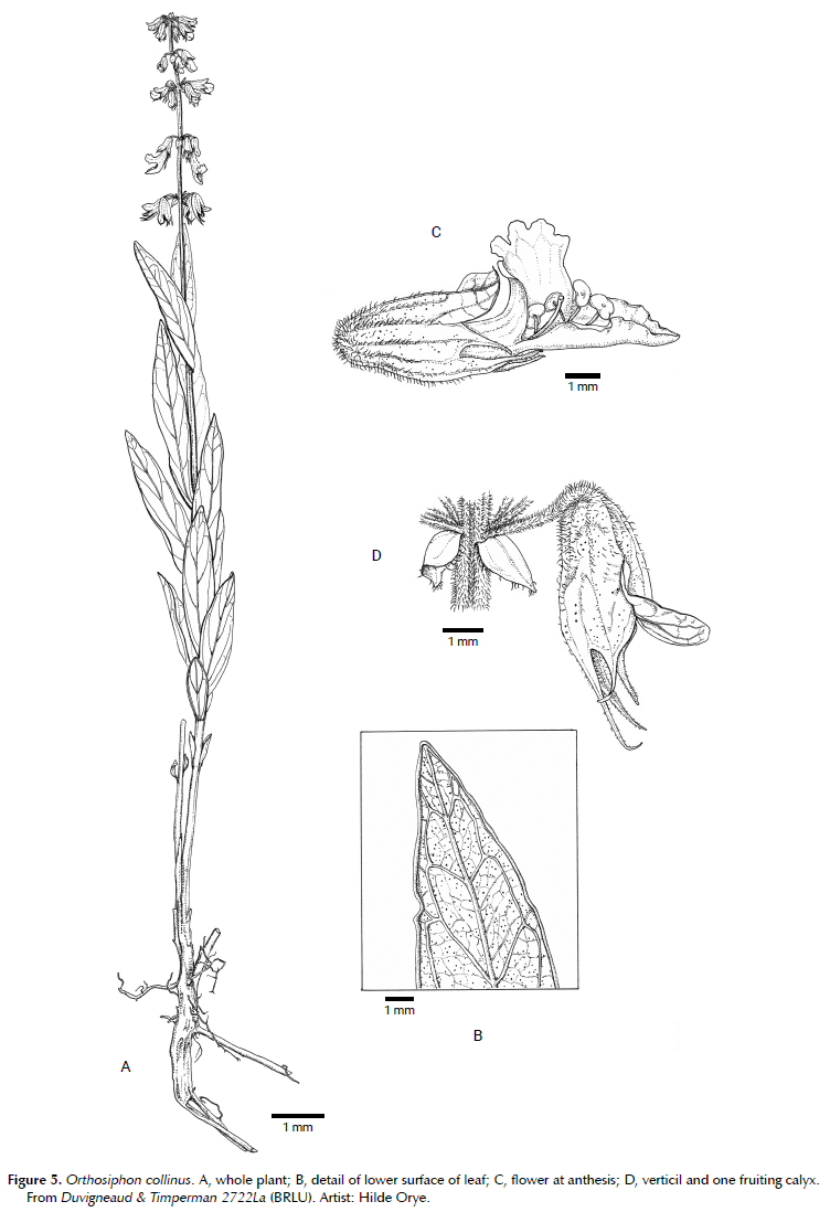 New records of Lamiaceae (subfamily Nepetoideae) from Central Africa ...