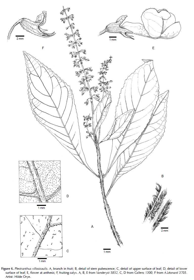 New records of Lamiaceae (subfamily Nepetoideae) from Central Africa ...