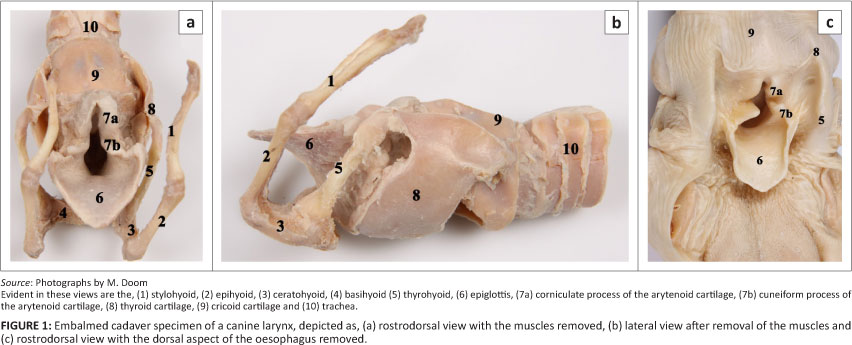 Laryngeal paralysis in dogs: An update on recent knowledge