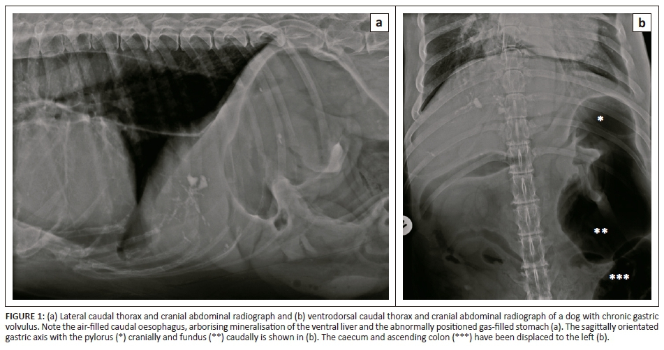 Laparoscopic repositioning of chronic gastric volvulus in a dog