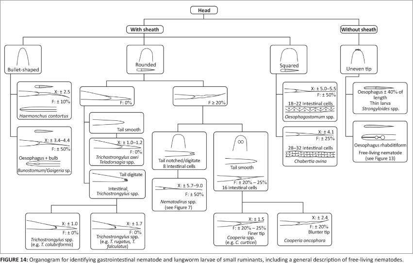 Morphological identification of parasitic nematode infective larvae of ...