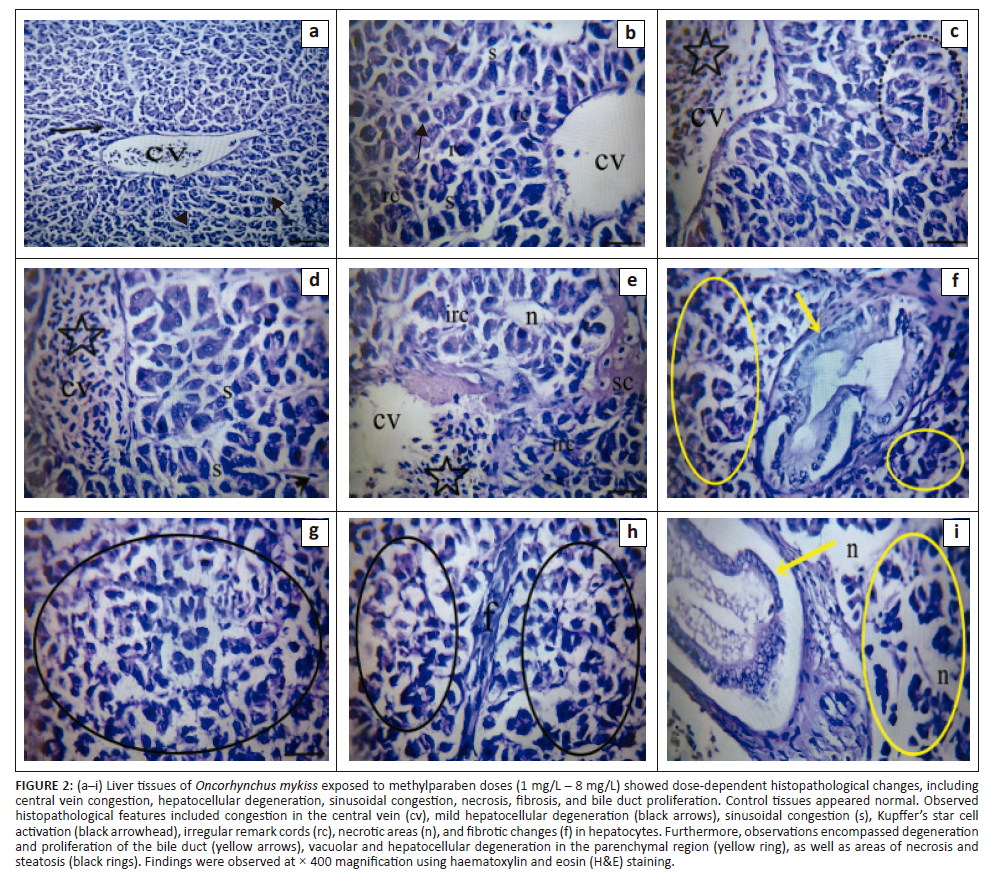Investigating methylparaben's oxidative stress effects on rainbow trout ...