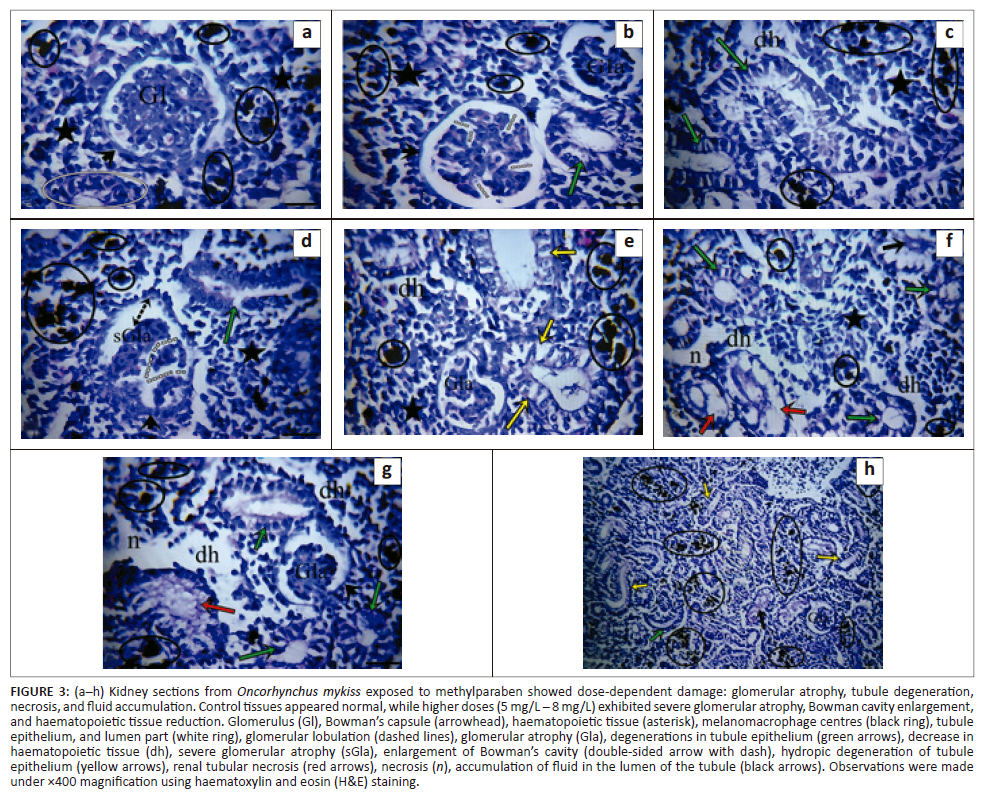 Investigating methylparaben's oxidative stress effects on rainbow trout ...