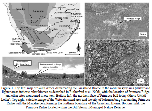 The points from Primrose Ridge: A possible Still Bay workshop on the ...