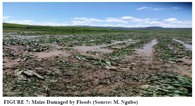 The Impact of Floods on Household Food Security Within uMzimkhulu and ...