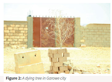 Tree Planting in Semi-Arid Urban Areas: Lessons from Somalia