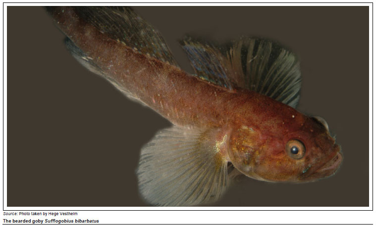 Post: PEZ CLAVE: GOBIO BARBUDO RECUPERA MAR DE NAMIBIA