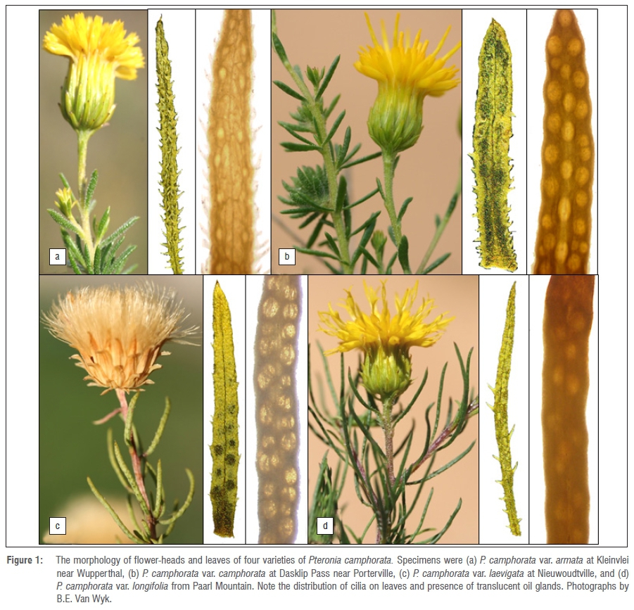 What Plants Did The San Use For Medicine at Ben Waterbury blog
