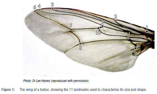 Written on the wings: Morphometries, mortality and more